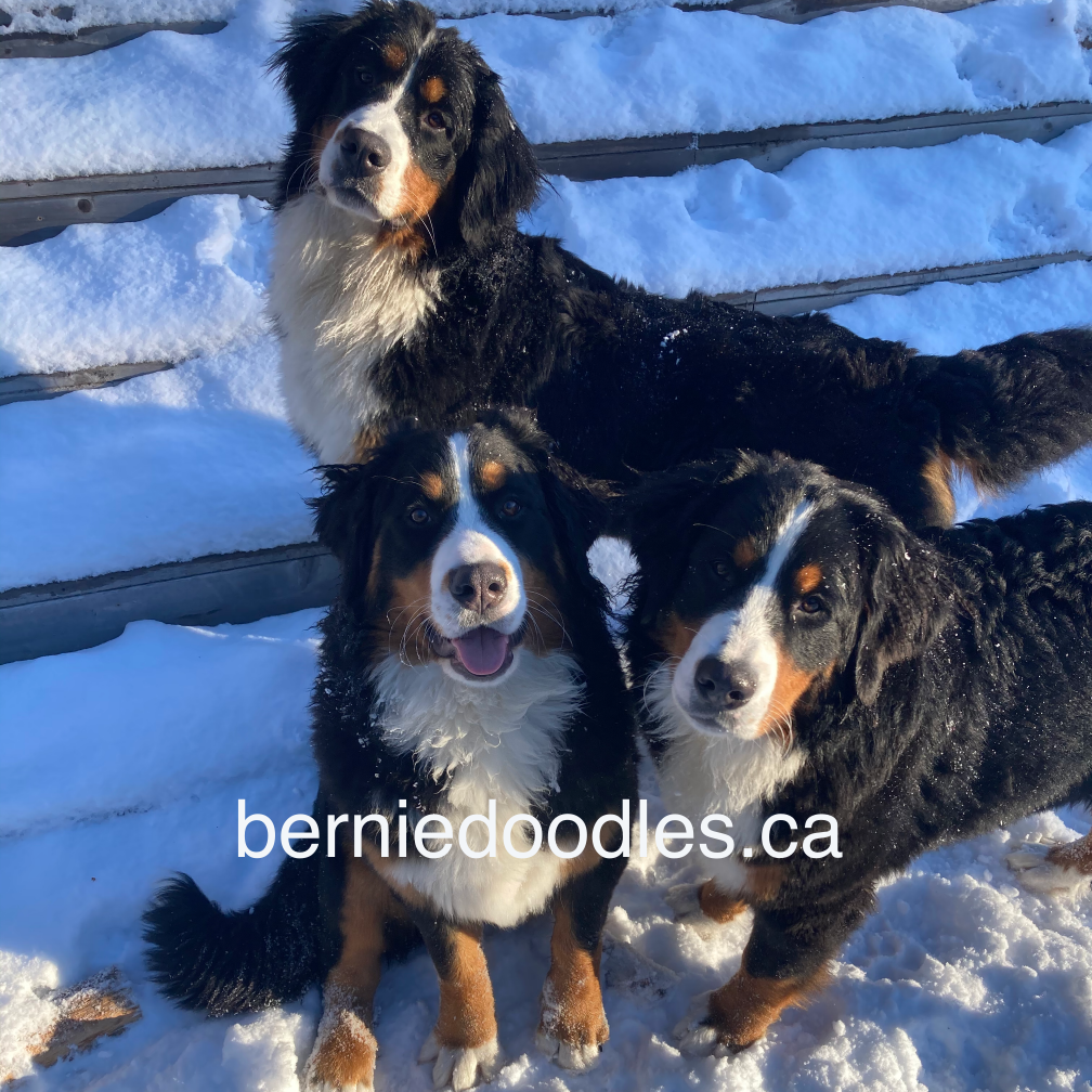 Meet Your Perfect Bernedoodle or Bernese Mountain Dog Companion ...