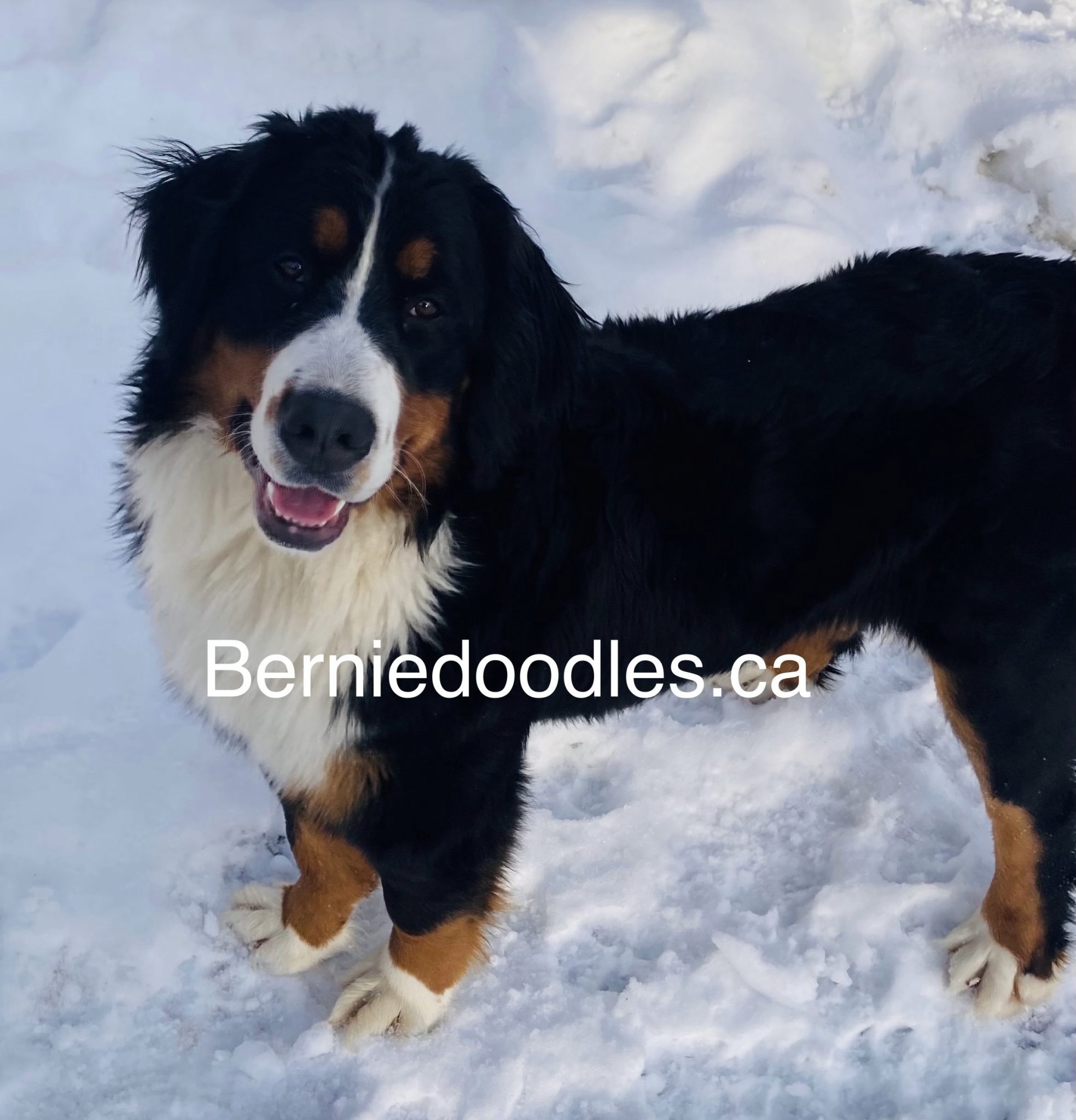 About Bernese Mountain Dogs - berniedoodles.ca