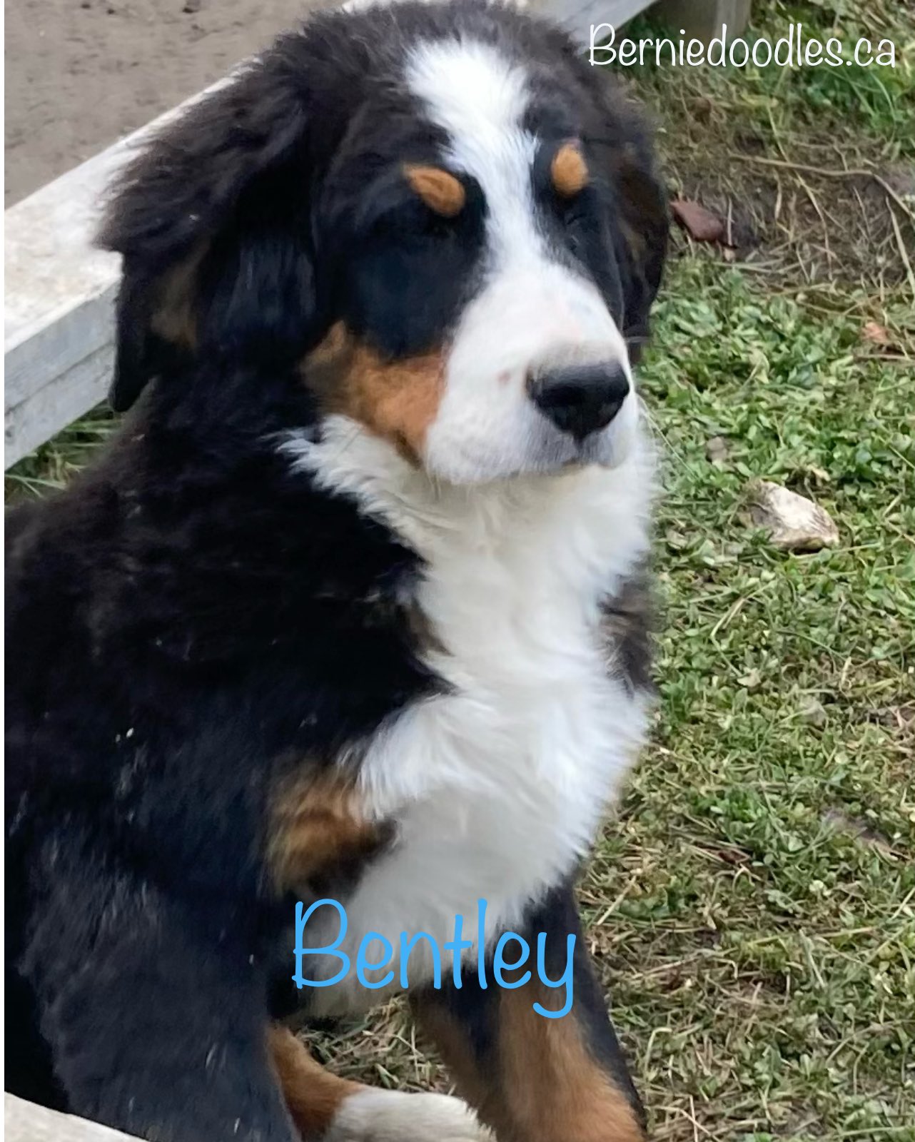 Bentley male Bernese puppy is Available - berniedoodles.ca
