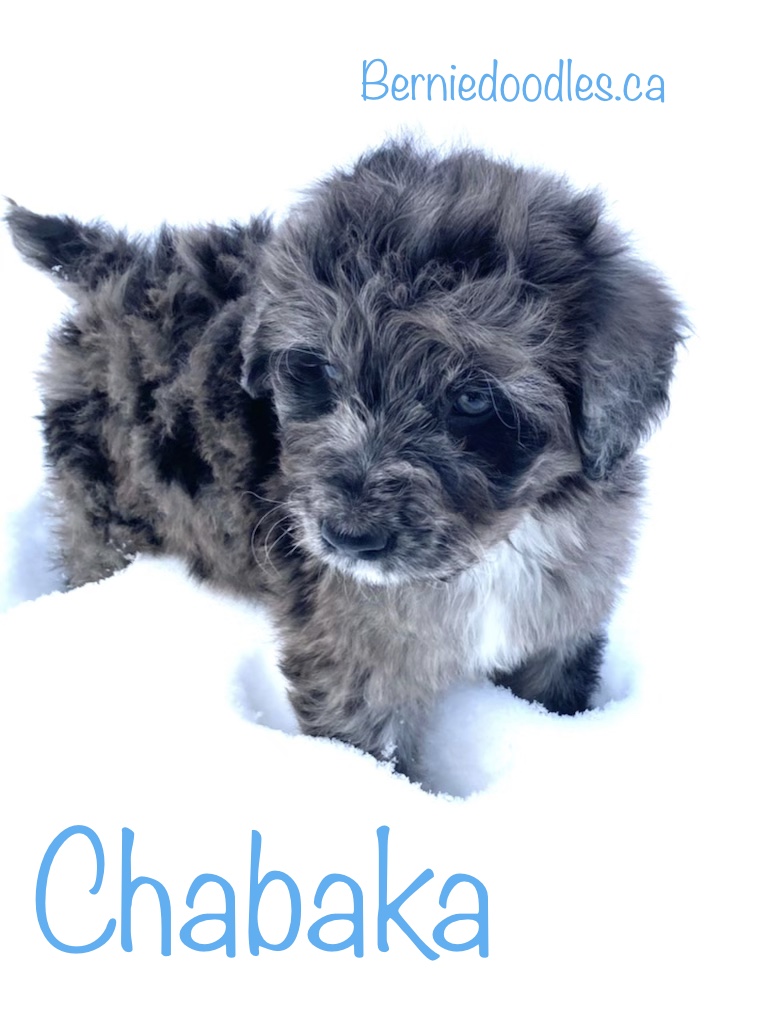Bernedoodle Puppies for Sale: Find your Perfect Companion ...