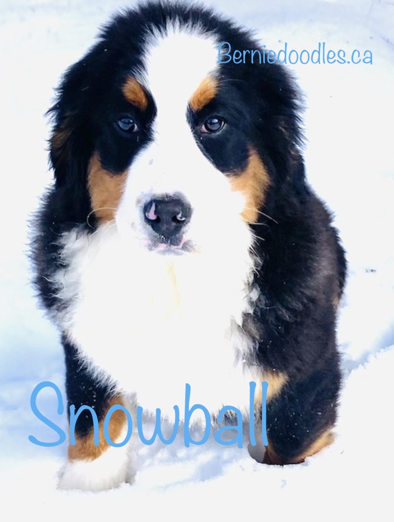 Snowball female Bernese puppy is Available - berniedoodles.ca