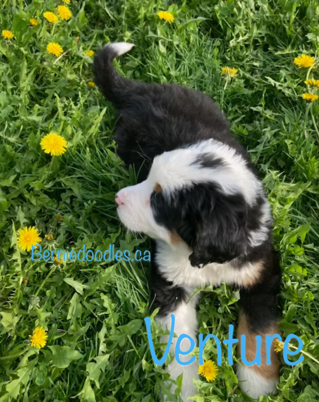 Welcome to our Bernedoodle and Bernese Mountain Dog site - berniedoodles.ca
